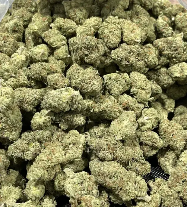 Purple Gushers THCa Flower – 31.18% – Hybrid – Exotic