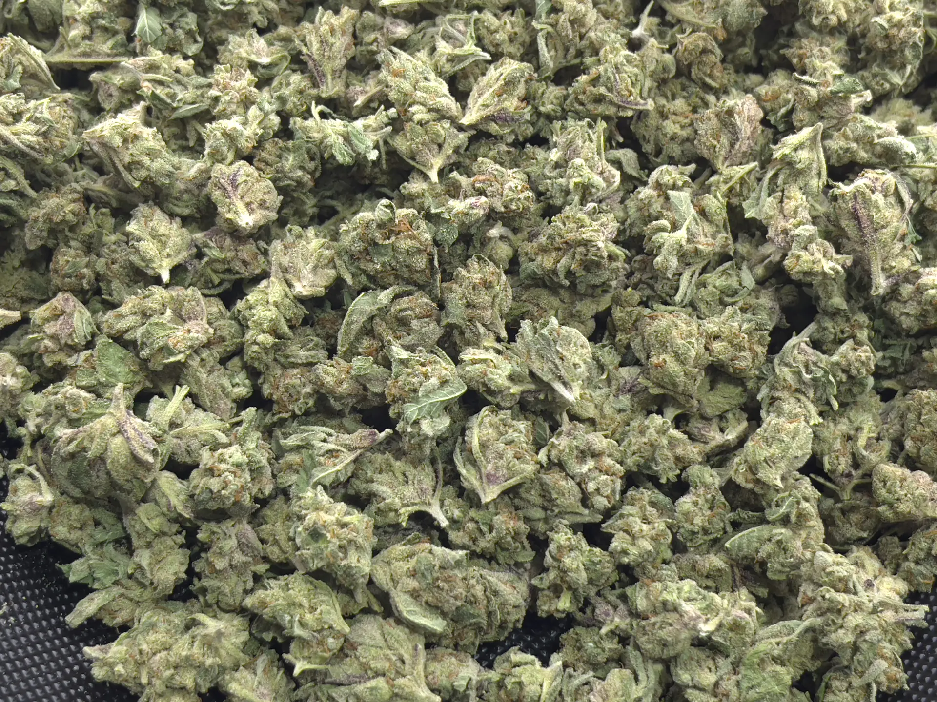 Prohibition Candy - 37.42% THCa - PR - Indica - High Hippy | Premium THCa Flower - Fast Shipping