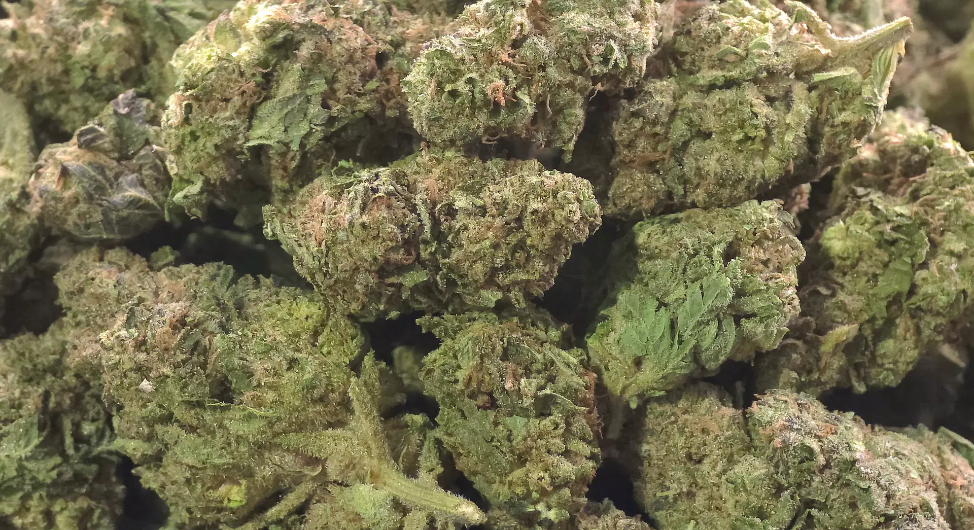 Prohibition Glue—Hybrid Strain—THCa Flower—29.79%—Indoor