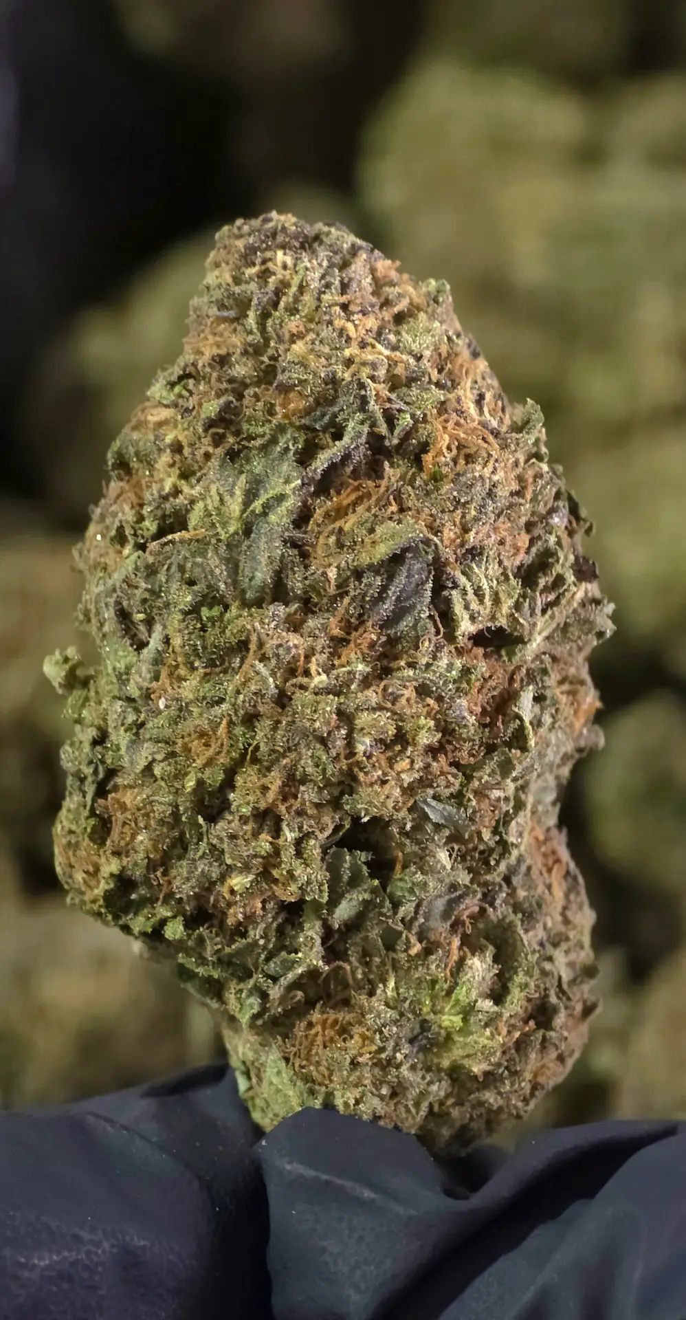 Willy’s Wonder THCa Flower – 30.86% – Indica – Light Dep