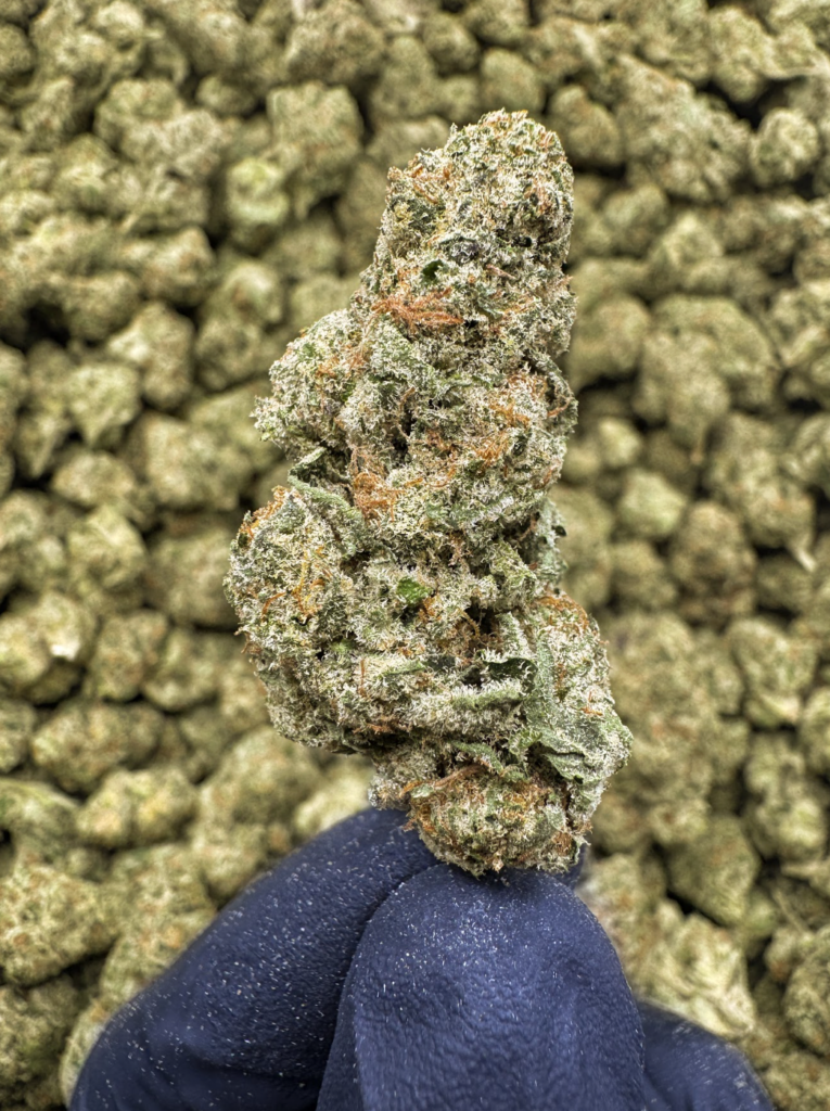 Money Maker THCa Flower – 36.62% – Indica – Super Exotic