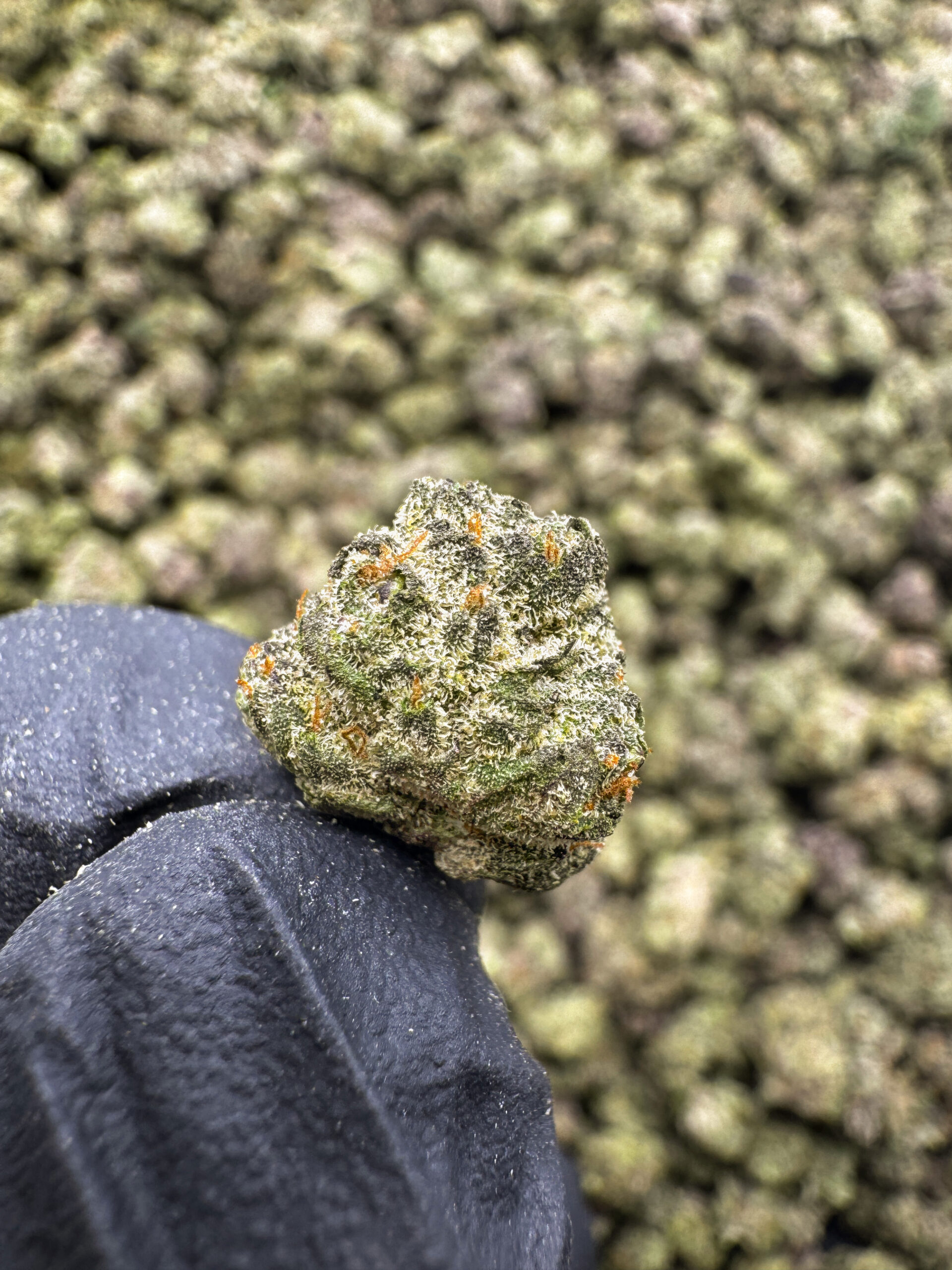 LA Kush (Smalls) THCa Flower – 33.56% – Indica – Exotic