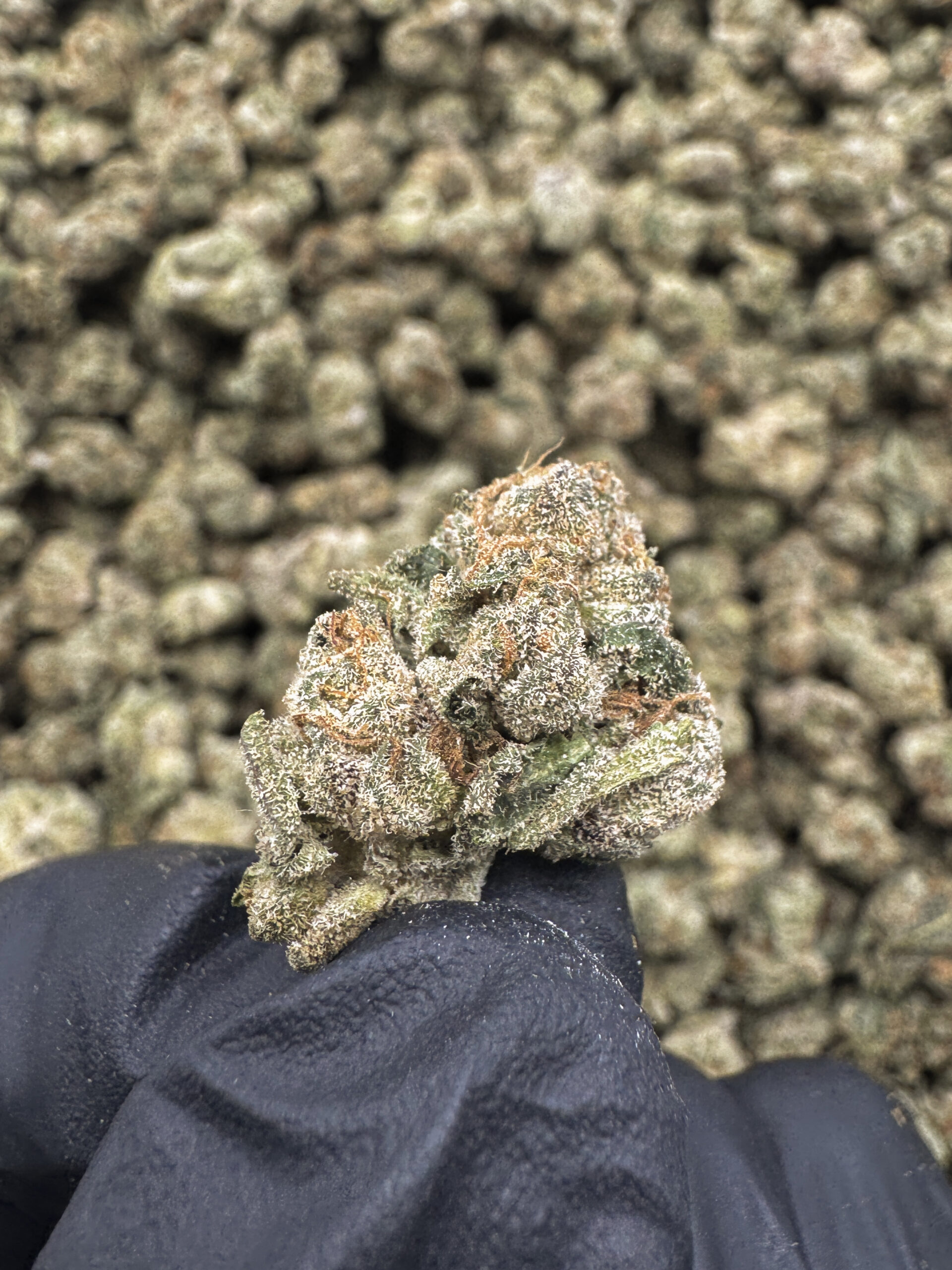 Warhead Smalls THCa Flower – 31.47% – Sativa